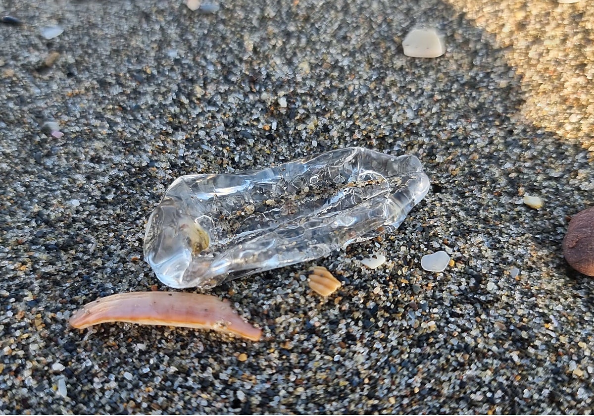 Las salpas llegan a La Carihuela: «Miles de animales que parecen de cristal» | Diario Sur